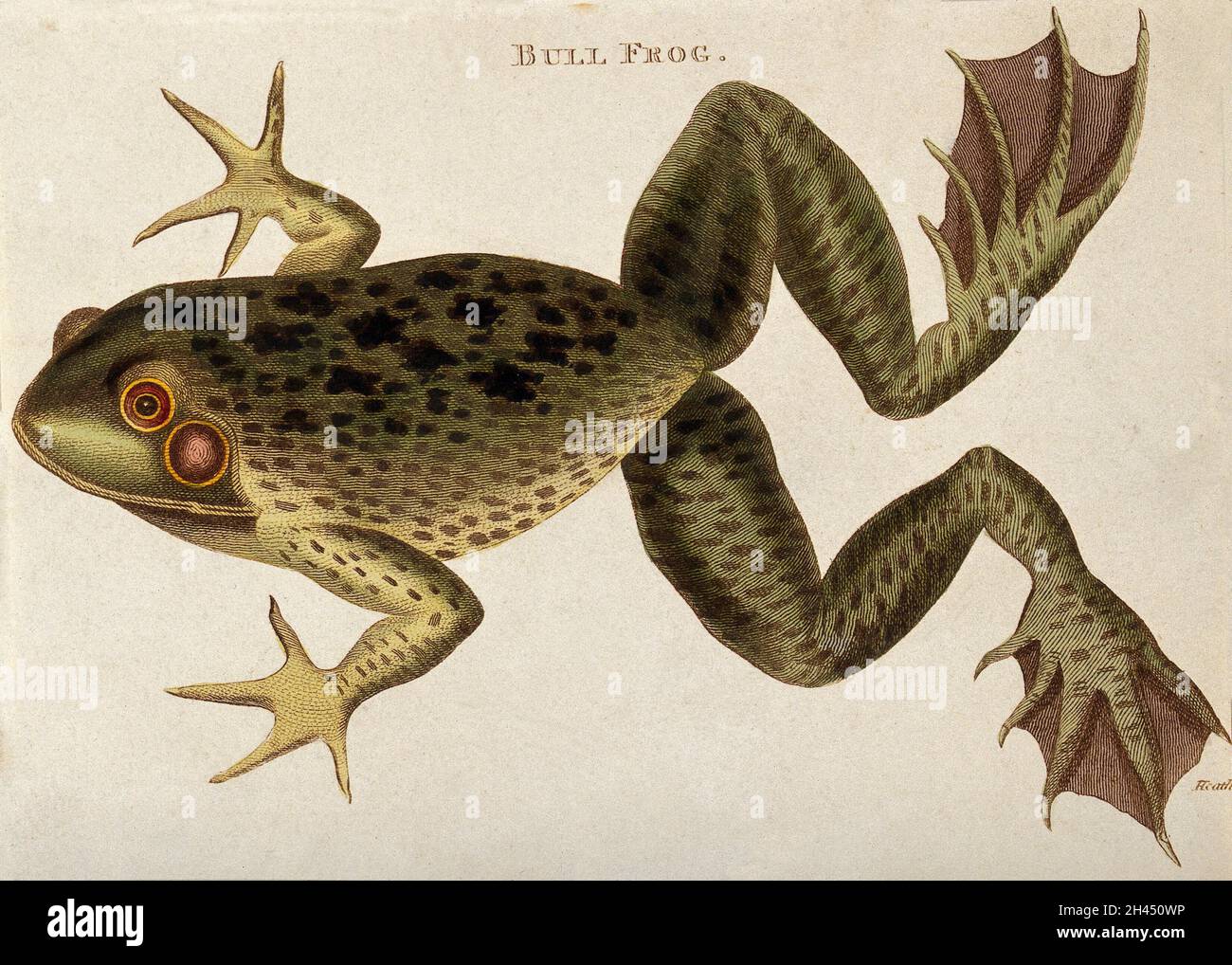 Frog etching hi-res stock photography and images - Alamy