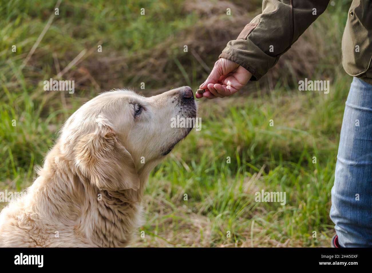 Man give treat dog hi-res stock photography and images - Alamy