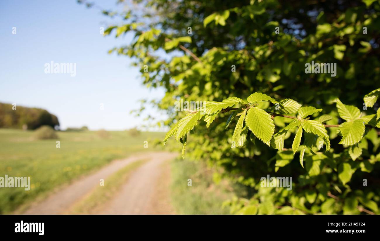 Turkey hazelnut farm hi-res stock photography and images - Alamy