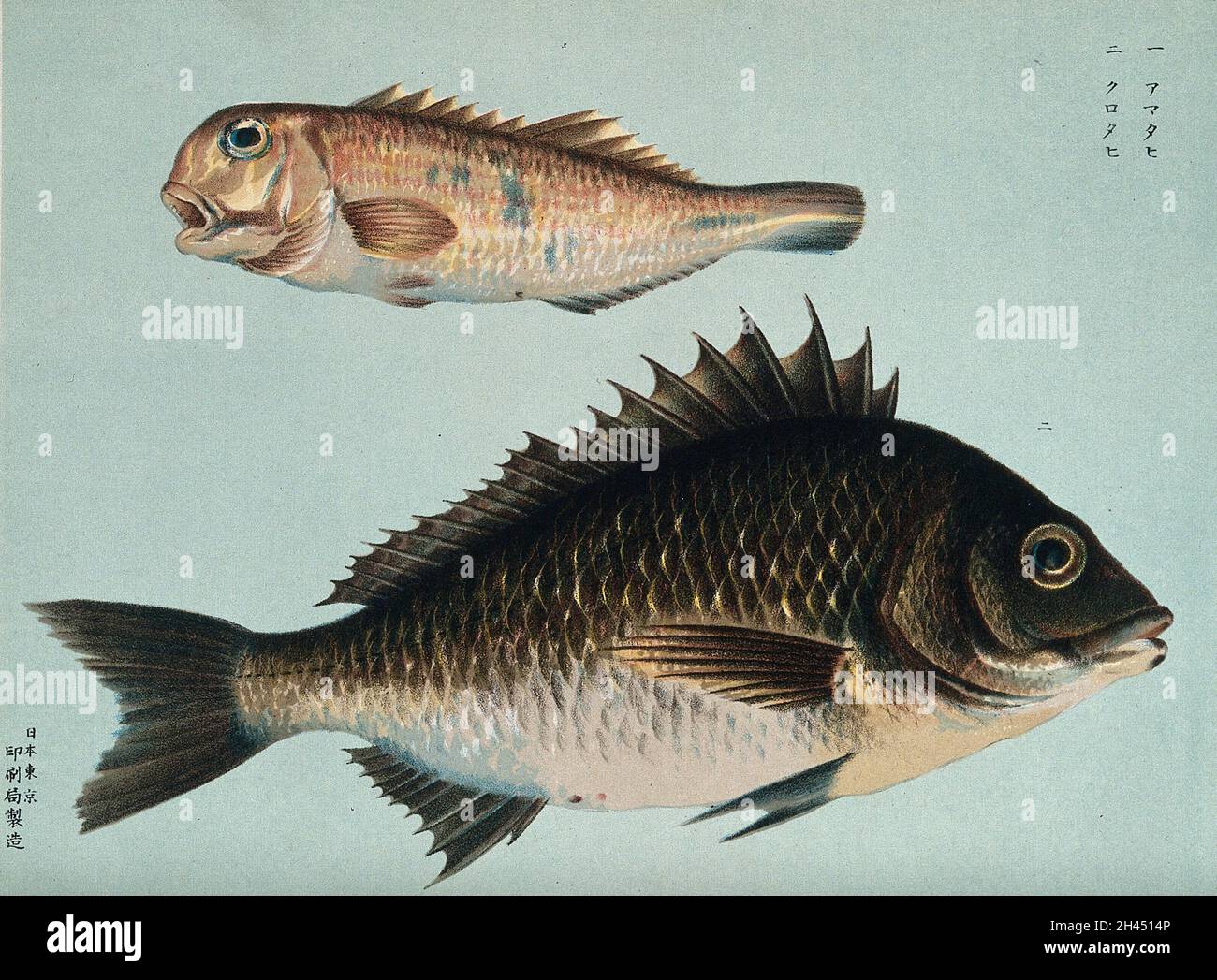 Two fish. Colour lithograph, 1884 Stock Photo - Alamy
