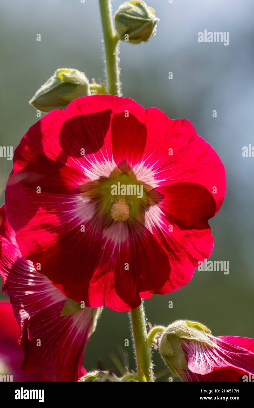 Red alcea rosea hi-res stock photography and images - Alamy