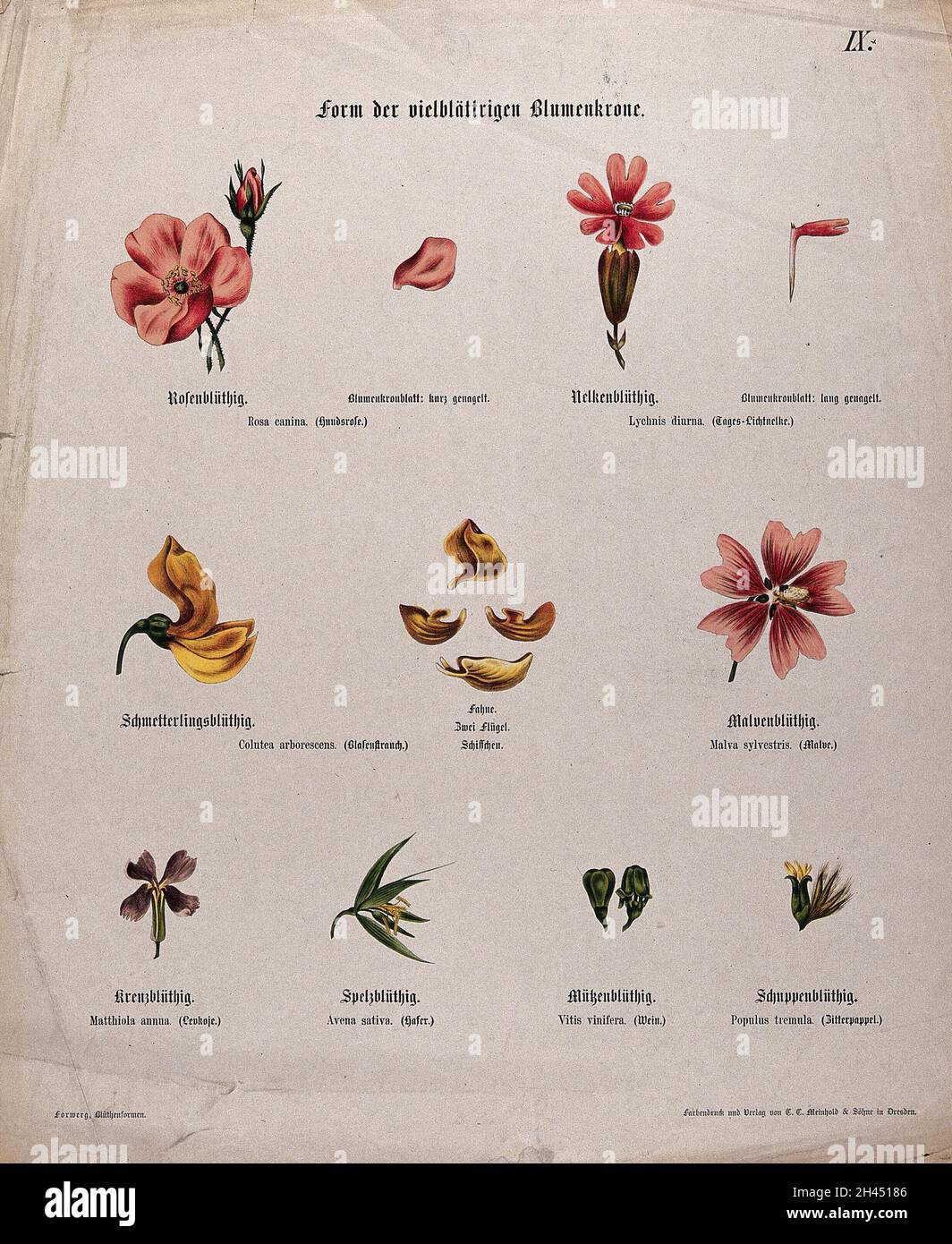 Detail different flower structures hi-res stock photography and images ...