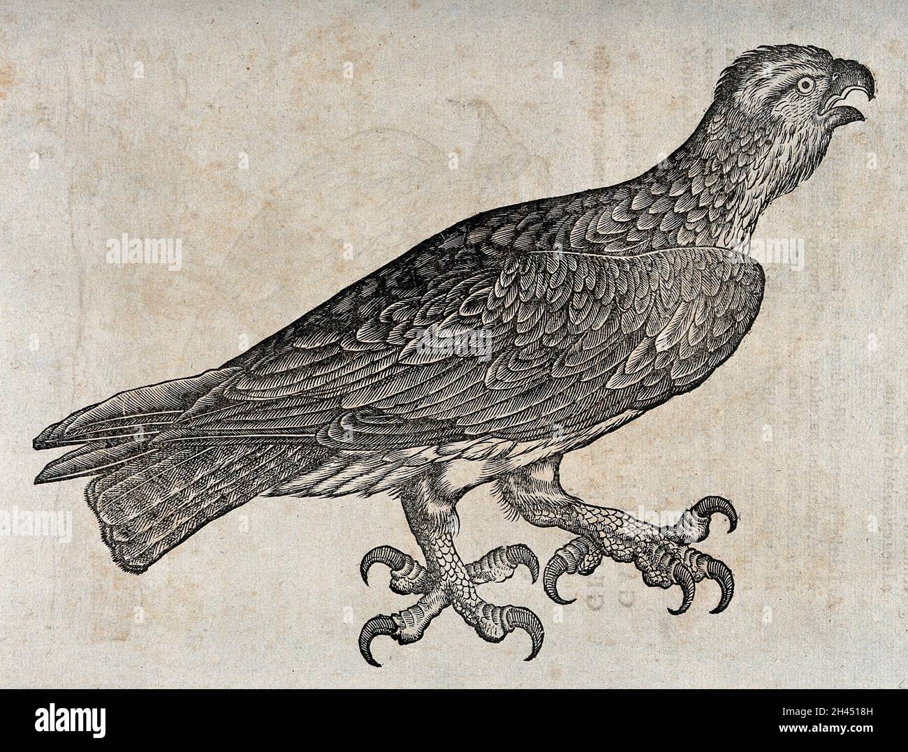 An eagle. Woodcut after C. Gessner Stock Photo - Alamy