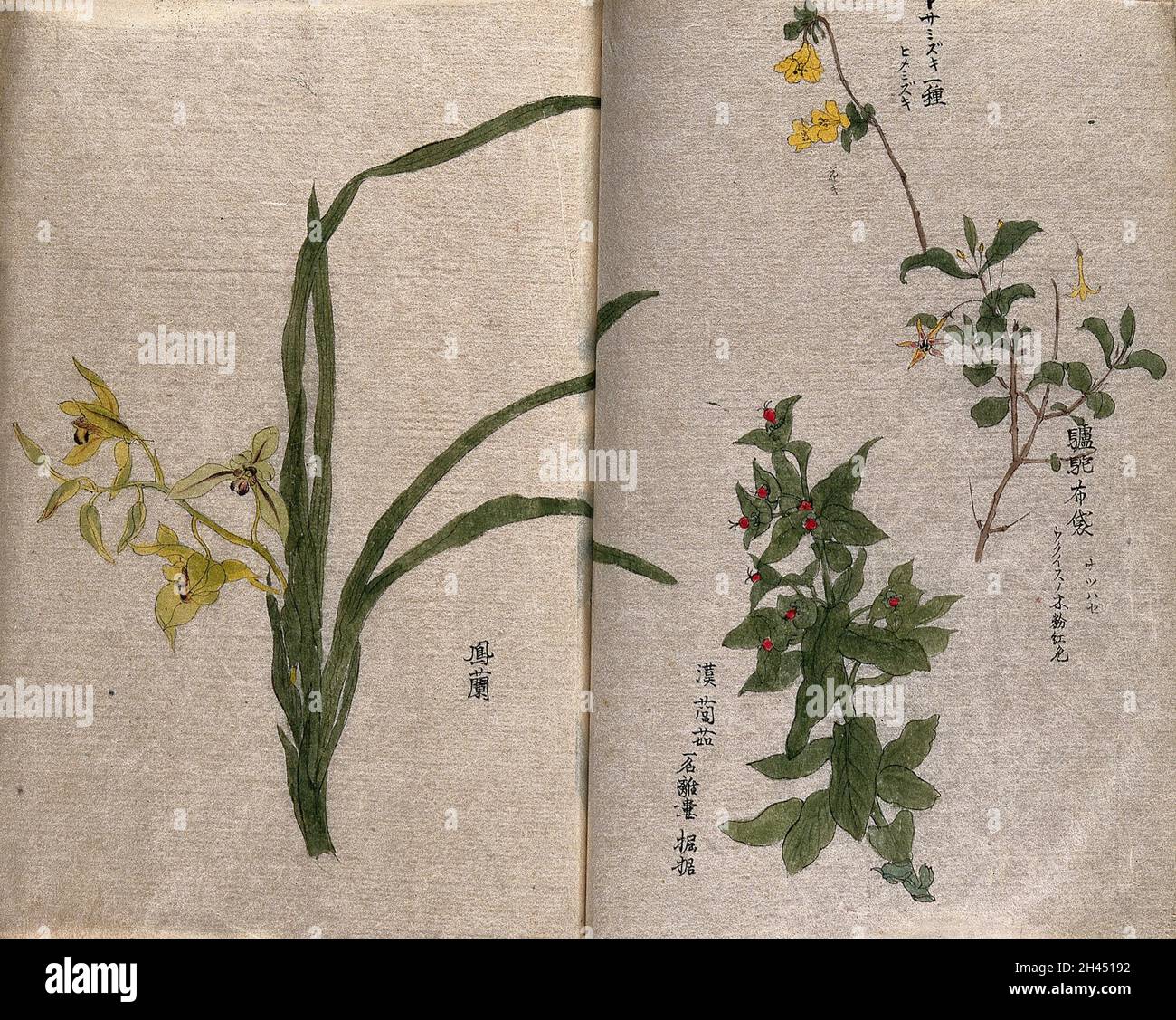 Four flowering plants, including an orchid on the left. Watercolour ...