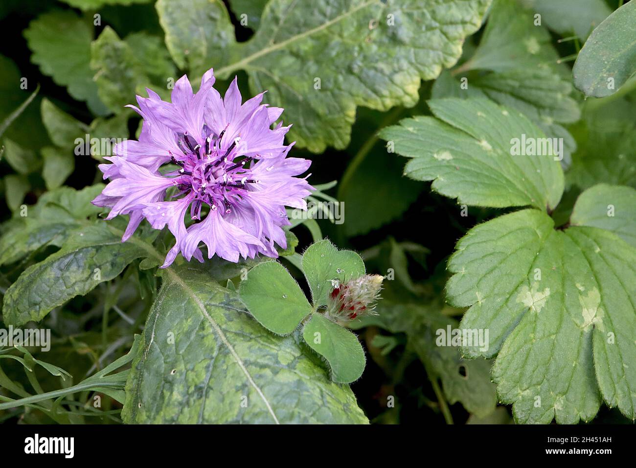 Centaurea cyanus ‘Mauve Ball’ cornflower Mauve Ball – whorls of fringed ...