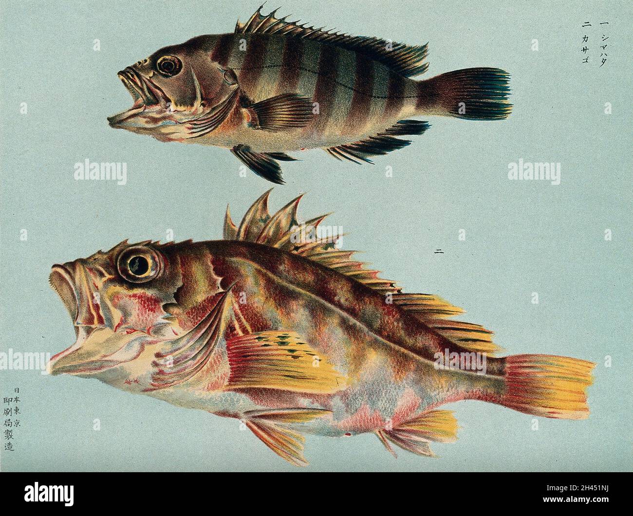 Two fish. Colour lithograph, 1884 Stock Photo - Alamy