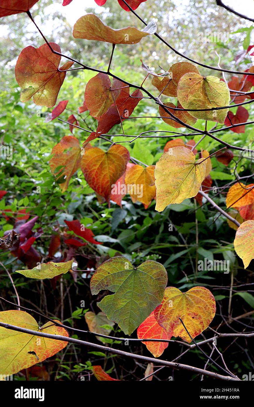 Cercis canadensis ‘Forest Pansy’ Eastern redbud Forest Pansy – rich ...