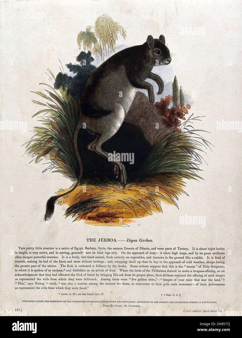 A jerboa leaping out of its burrow in the ground. Coloured wood ...