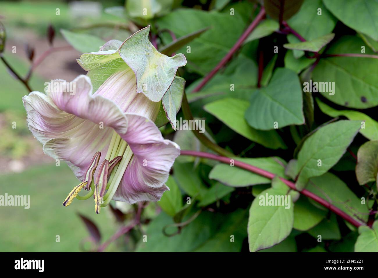 Cobaea scandens cup and saucer vine – large pale violet bell-shaped ...