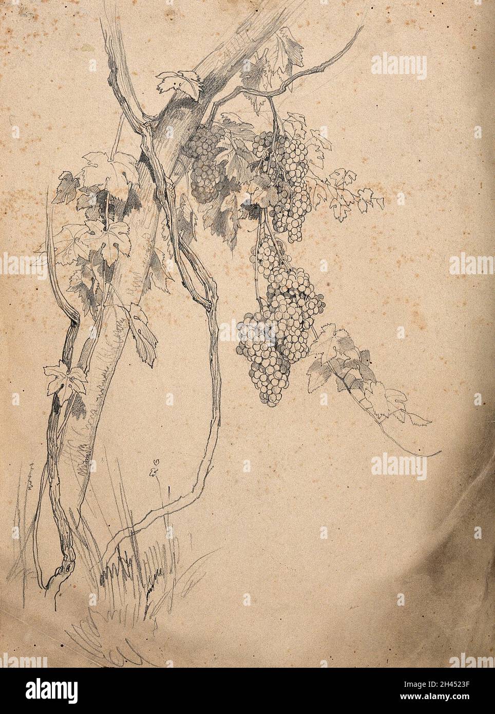 Grape vine with fruit and leaves. Pencil drawing Stock Photo - Alamy