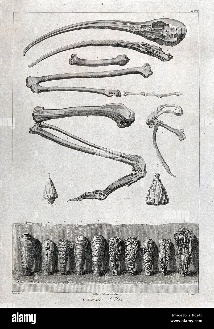 Bones and mummified remains of an ibis. Etching by R. Pollard after V ...