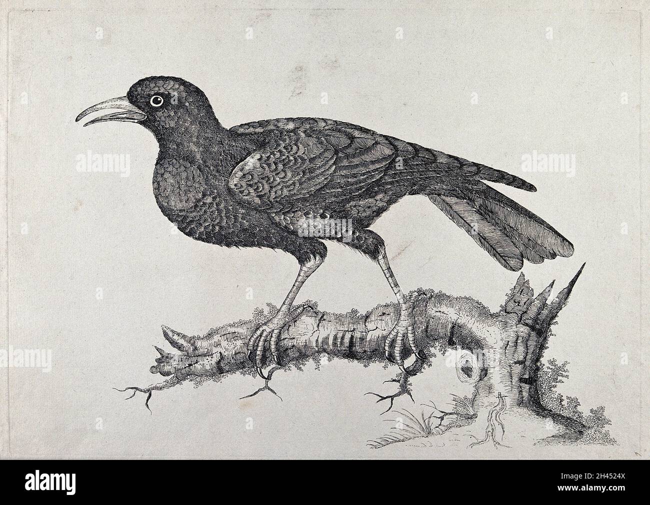 Chough illustration hi-res stock photography and images - Alamy