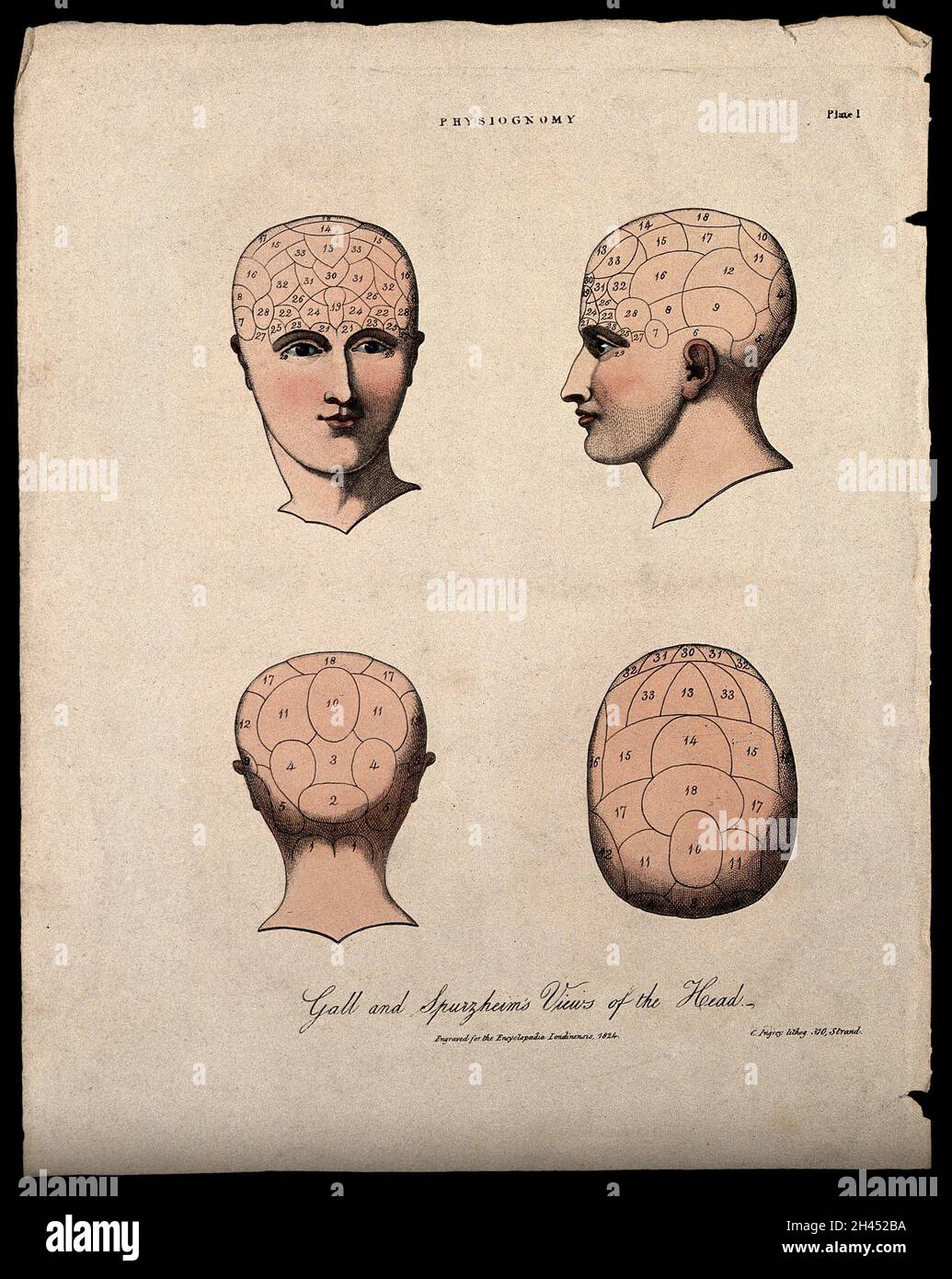 The human head, divided according to the system of phrenology. Coloured ...