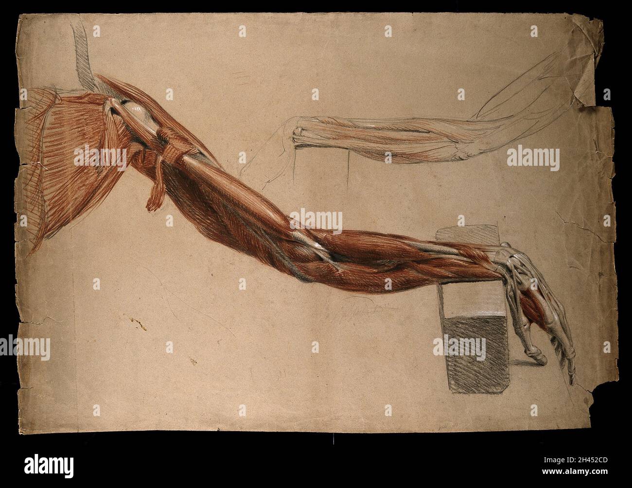Bones, muscles and tendons of the arm and hand: two details of an ...