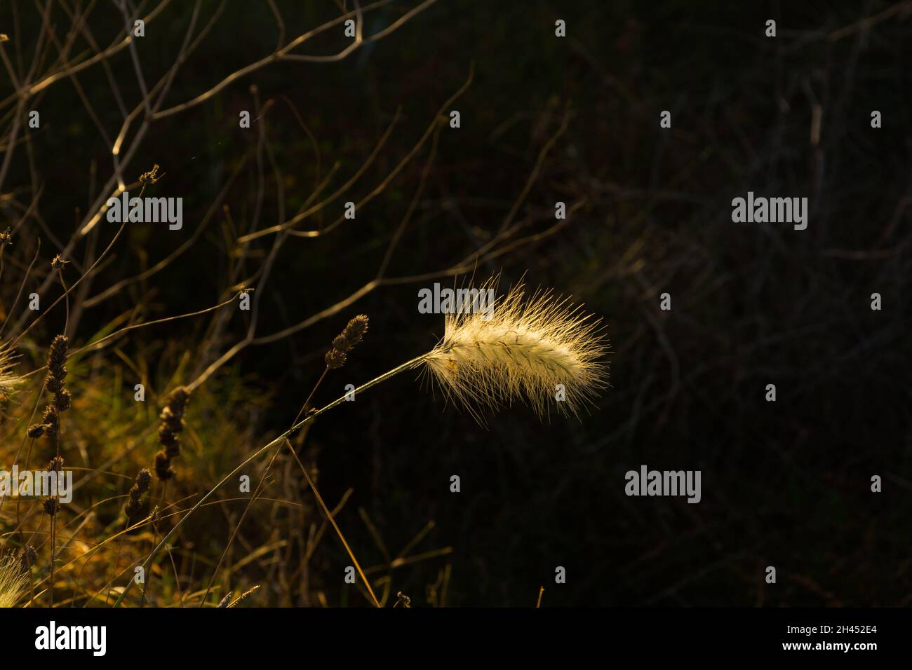 Dawn planting grain hi-res stock photography and images - Alamy