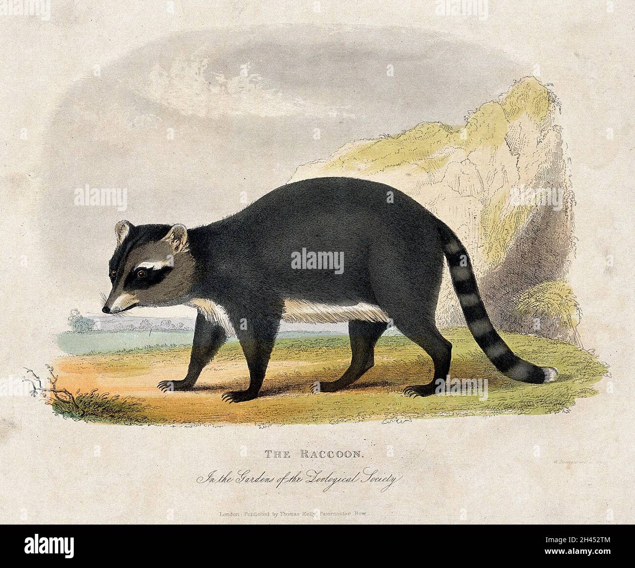Zoological Society of London: a racoon. Coloured etching Stock Photo ...