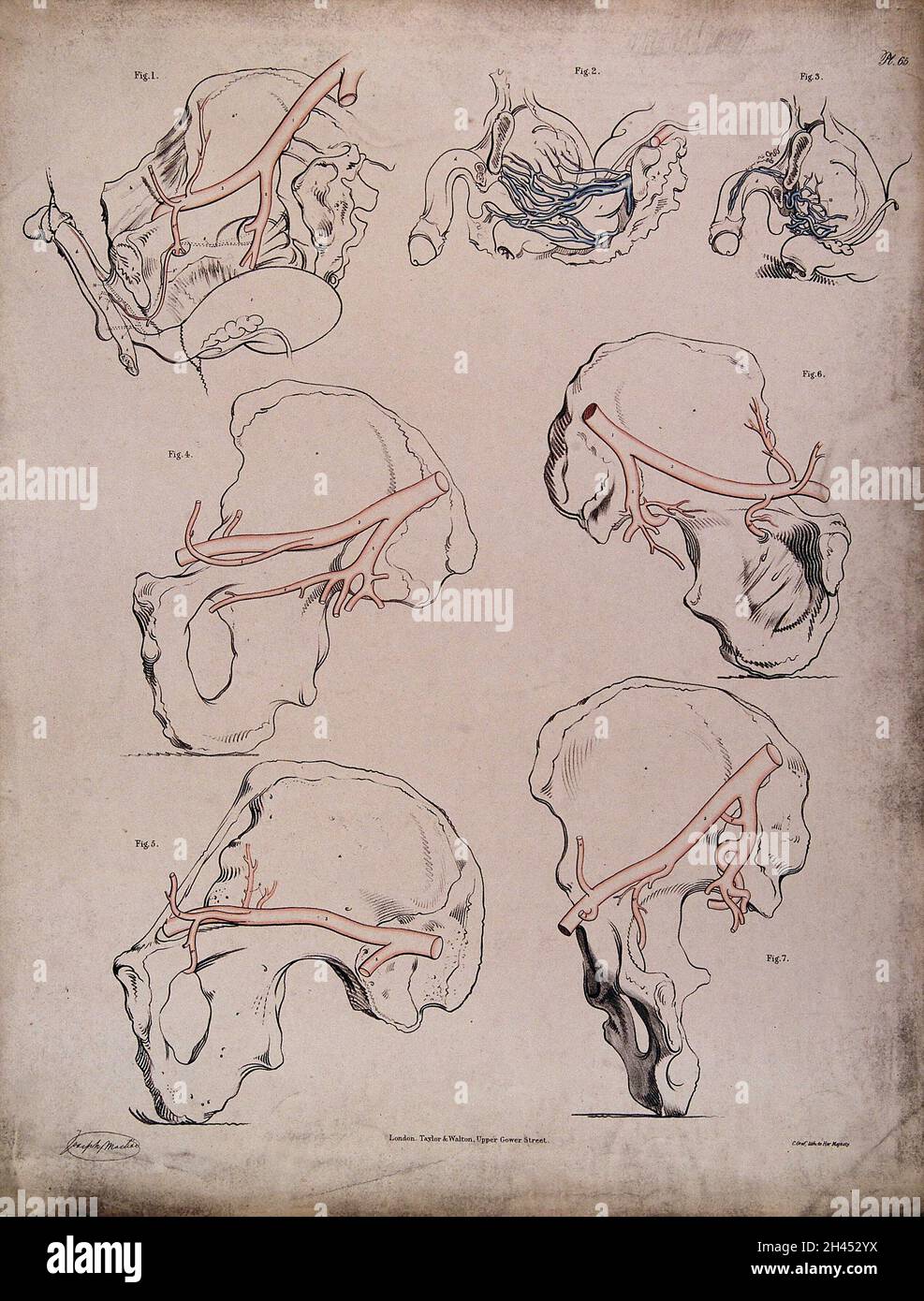 The circulatory system: dissections of the male reproductive system and ...