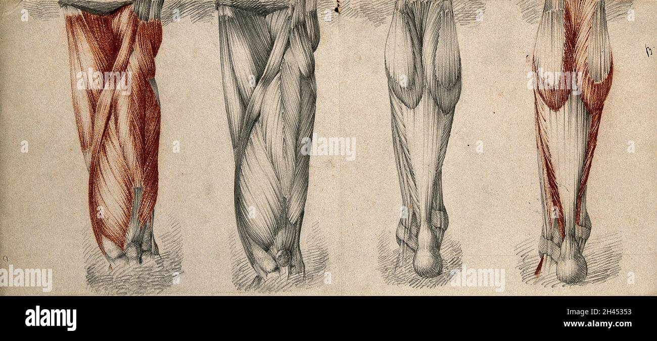 Muscles and tendons of the thigh and lower leg: four figures. Red chalk ...