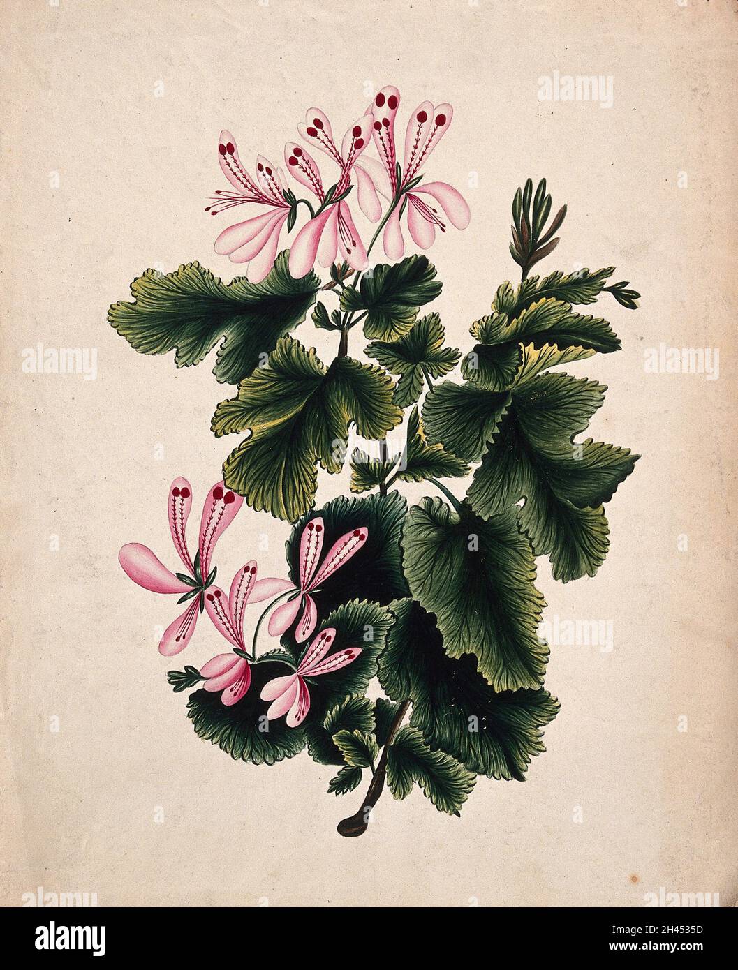 Ornamental research hi-res stock photography and images - Alamy