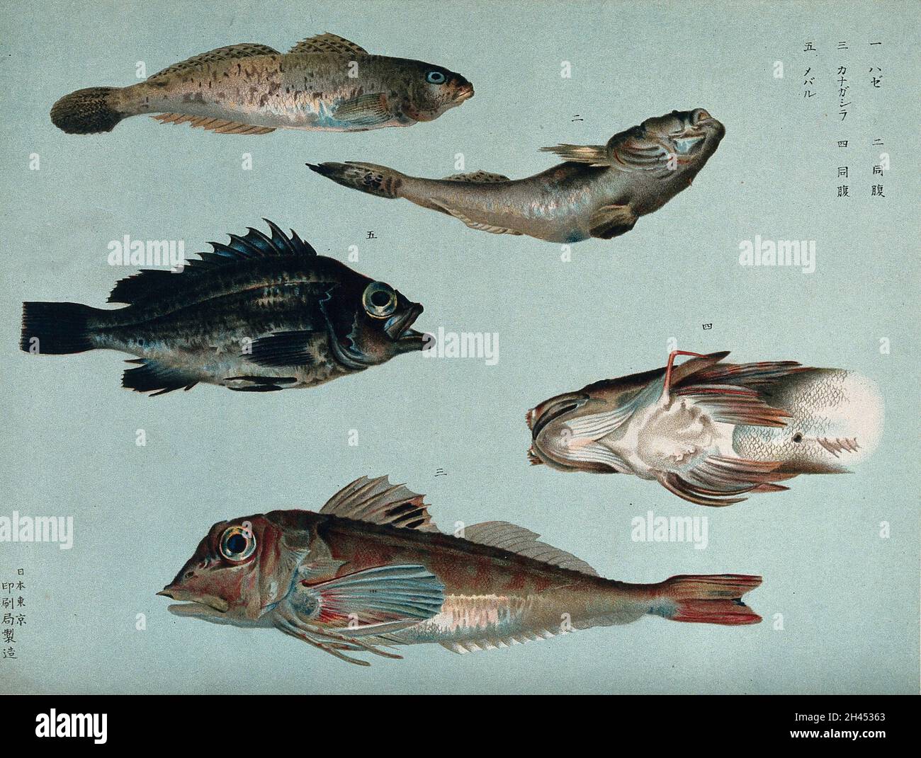 Four fish species hi-res stock photography and images - Alamy