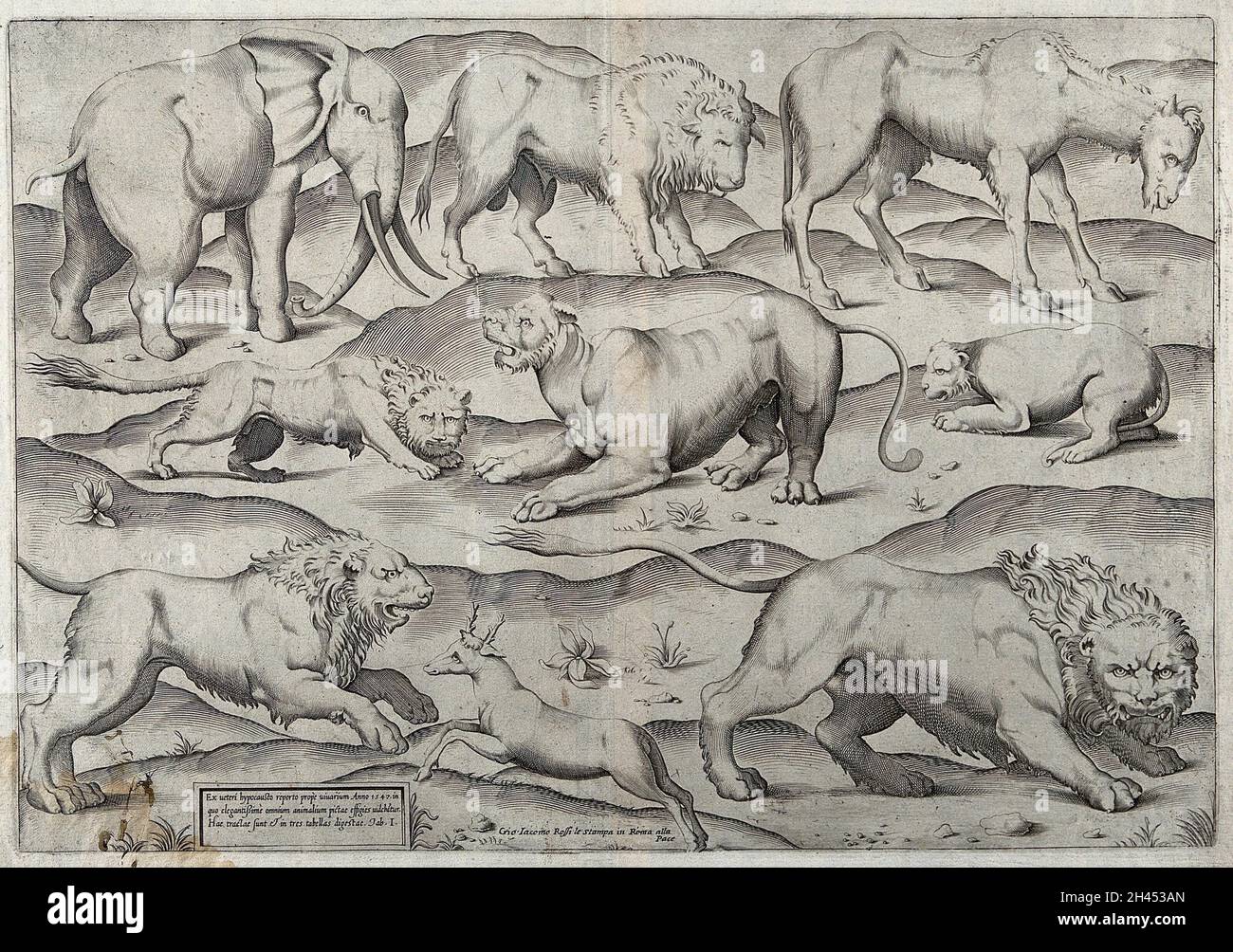 Creatures roaming hi-res stock photography and images - Alamy