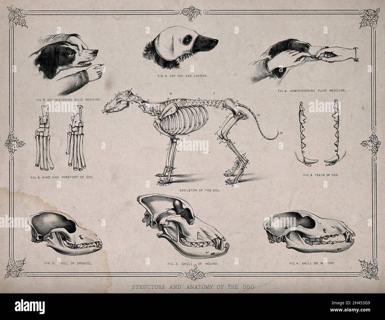 Anatomy of a dog: nine figures, showing the skeletons and skulls of ...
