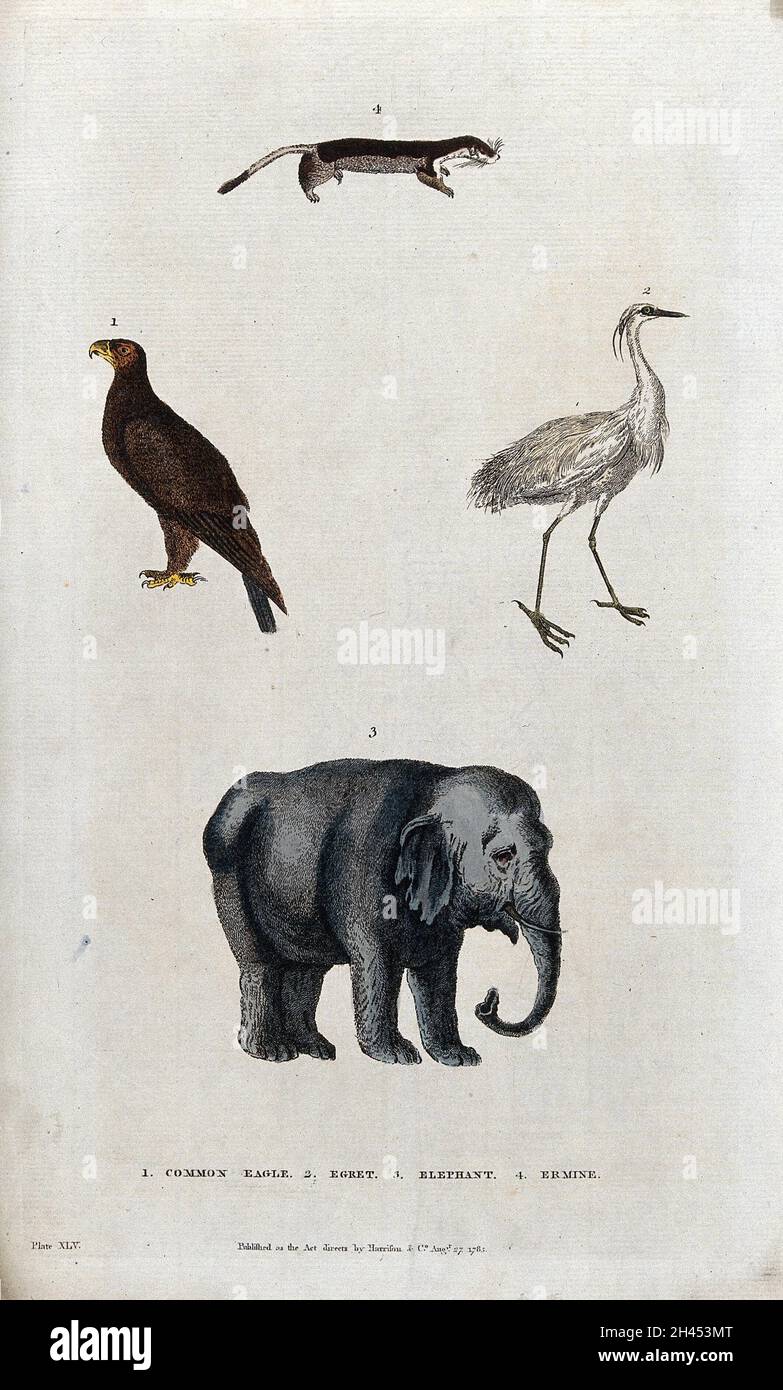 Above, an ermine, an eagle and an egret; below, an elephant. Coloured ...