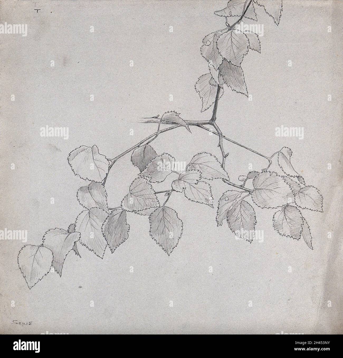 Leaves of birch (Betula species). Pen drawing with pencil Stock Photo ...