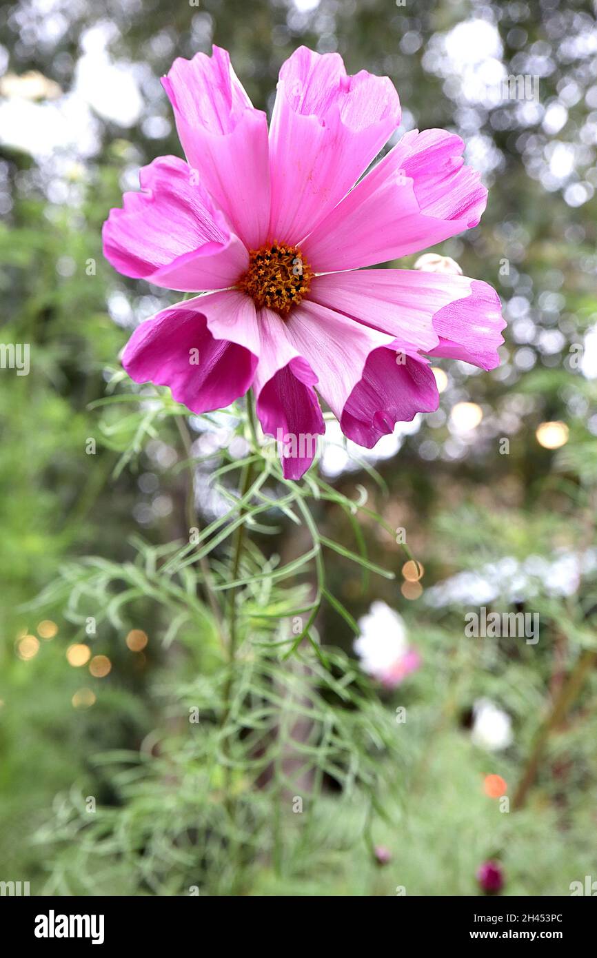 Cosmos bipinnatus ‘Sea Shells Red’ single medium pink flowers with deep ...