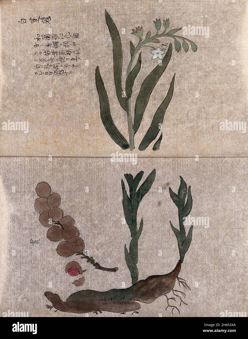 A Solomon's seal plant (Polygonatum species): flowering stem, root and ...