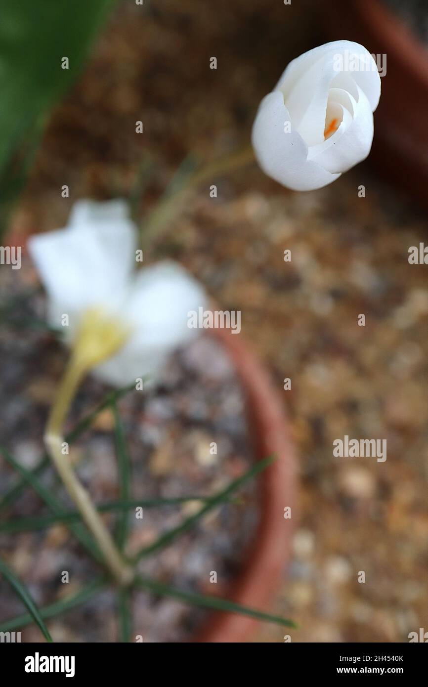 Bell shaped pale yellow flowers hi-res stock photography and images - Alamy