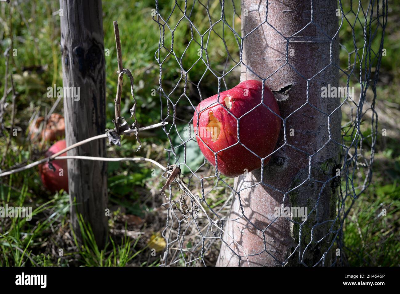 Rotting apple with worm hole caught between wire mesh and tree trunk in ...