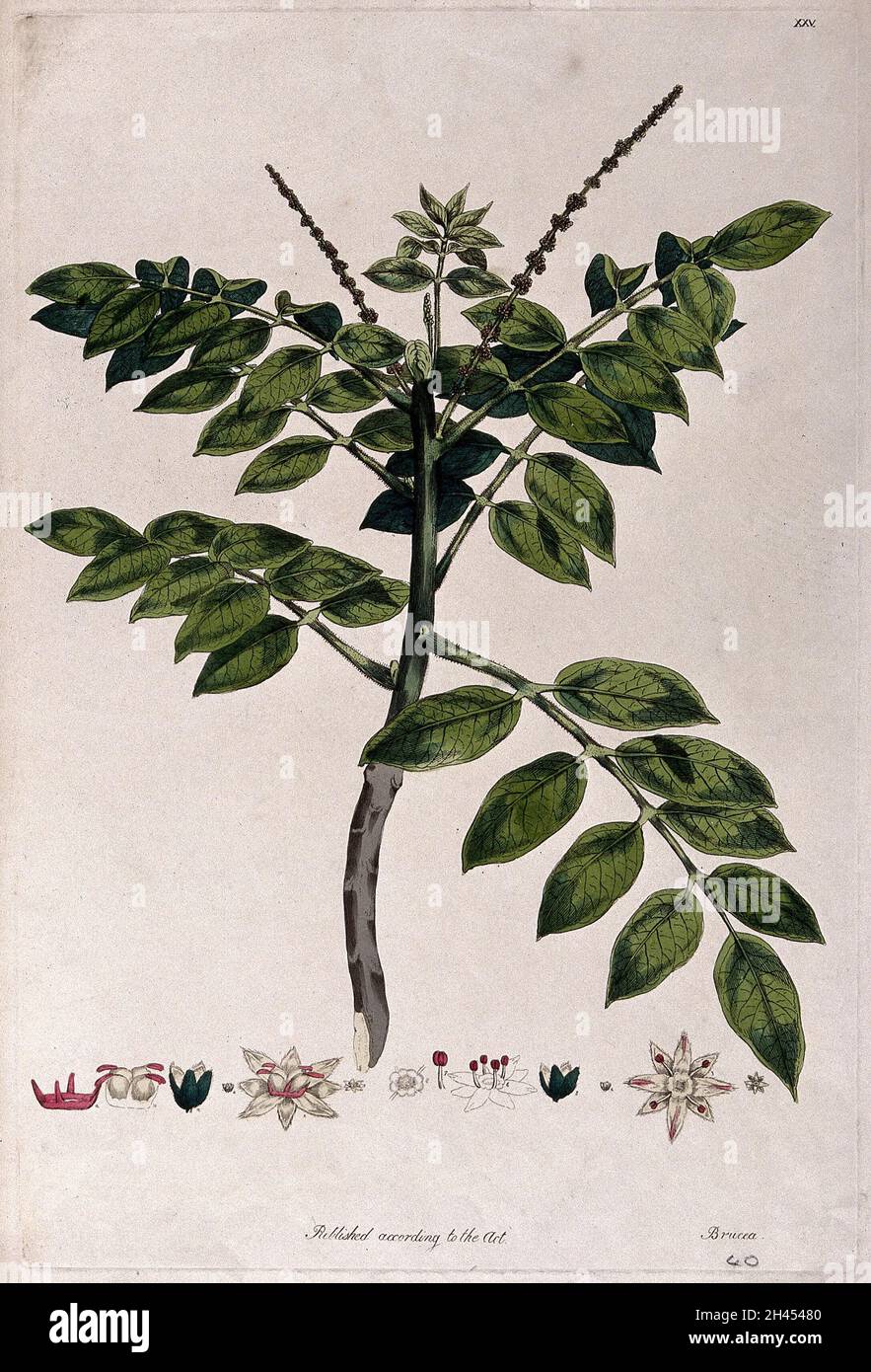 A plant (Brucea species): flowering stem with floral segments. Coloured ...