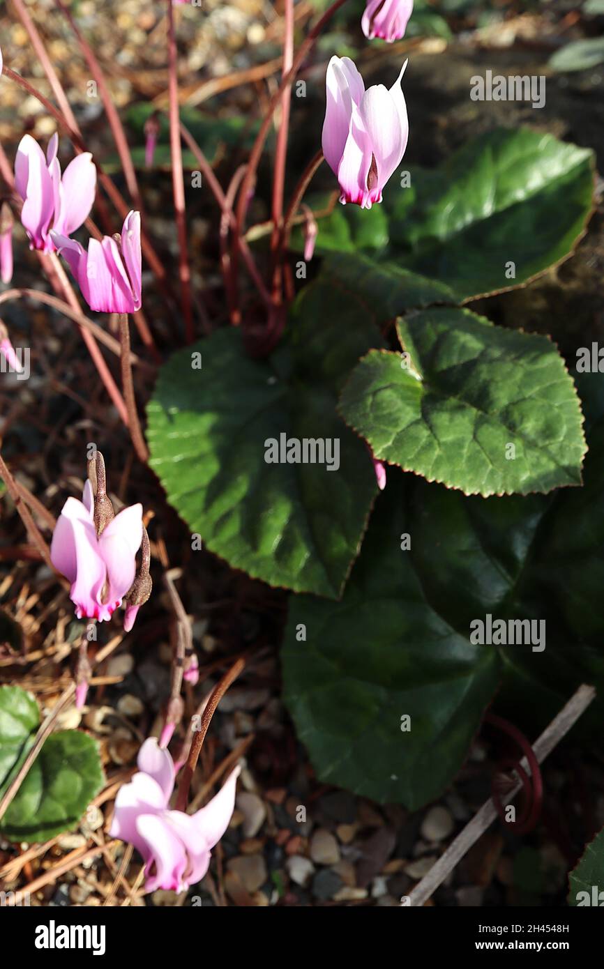 Cyclamen africanum large-leaved cyclamen – pale pink flowers with ...