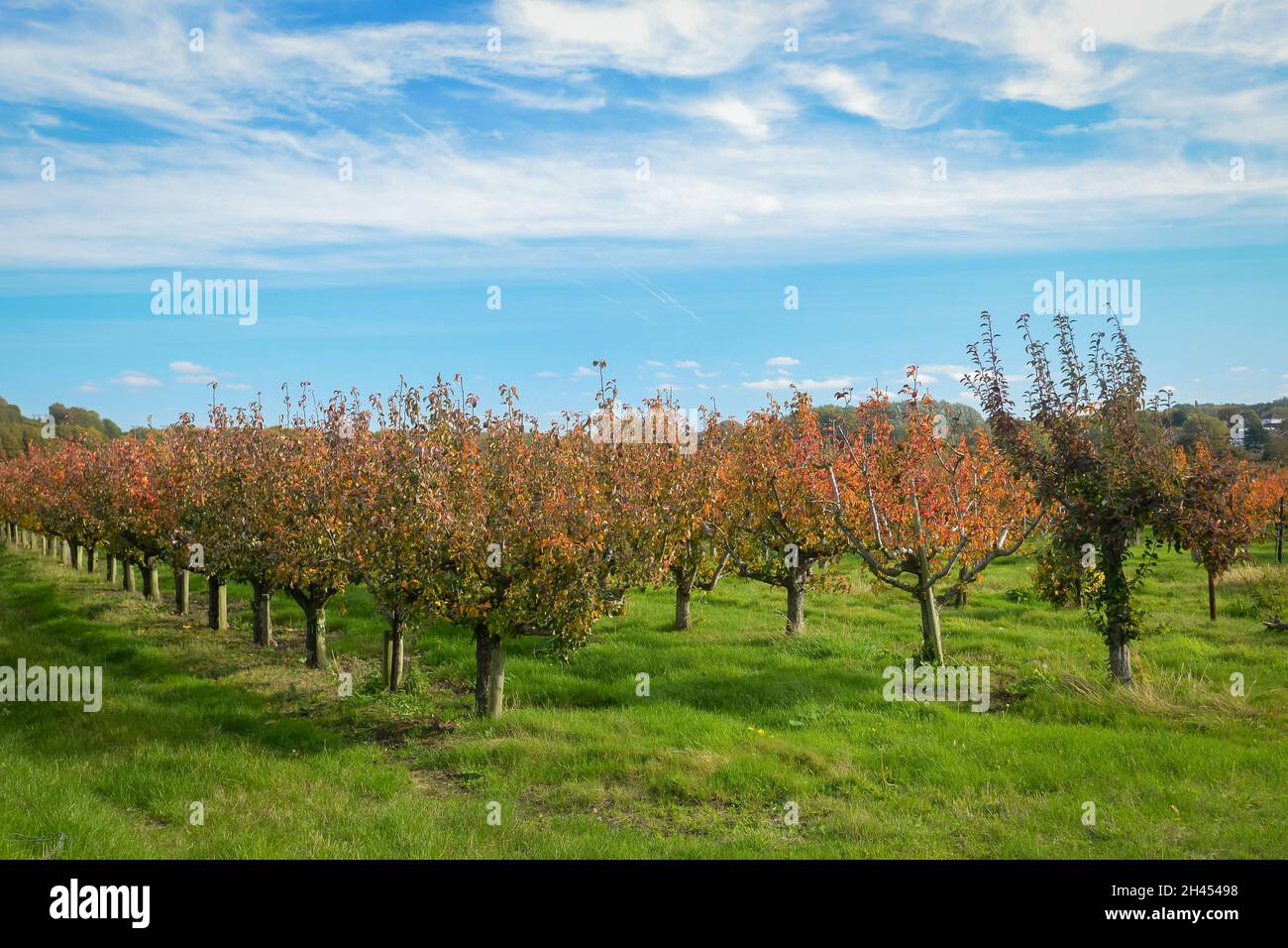 Rows of trees planted in field in rural country scene Stock Photo - Alamy