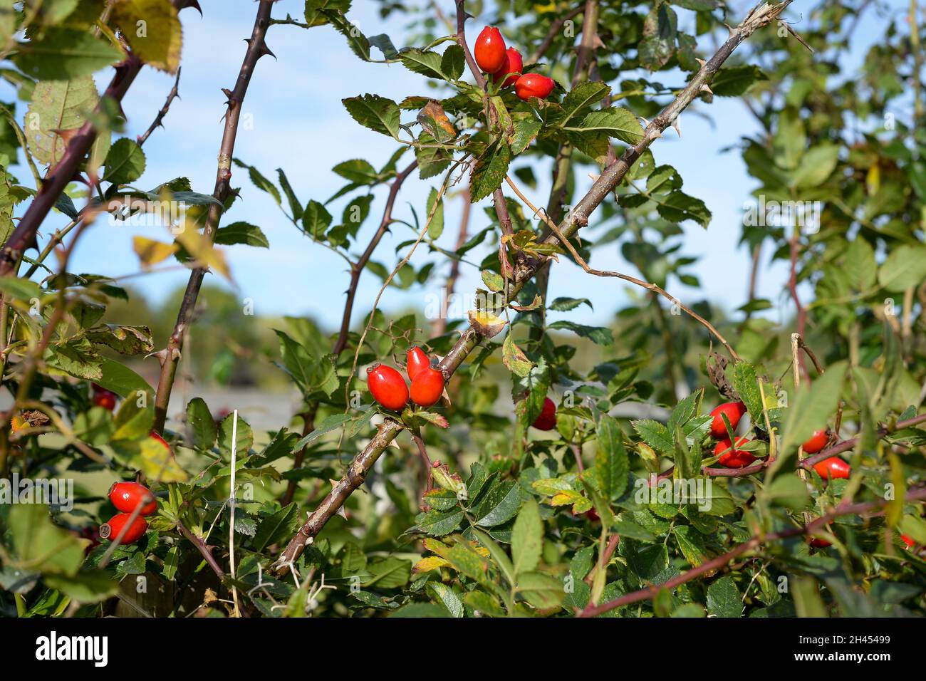 Briar bush hi-res stock photography and images - Alamy