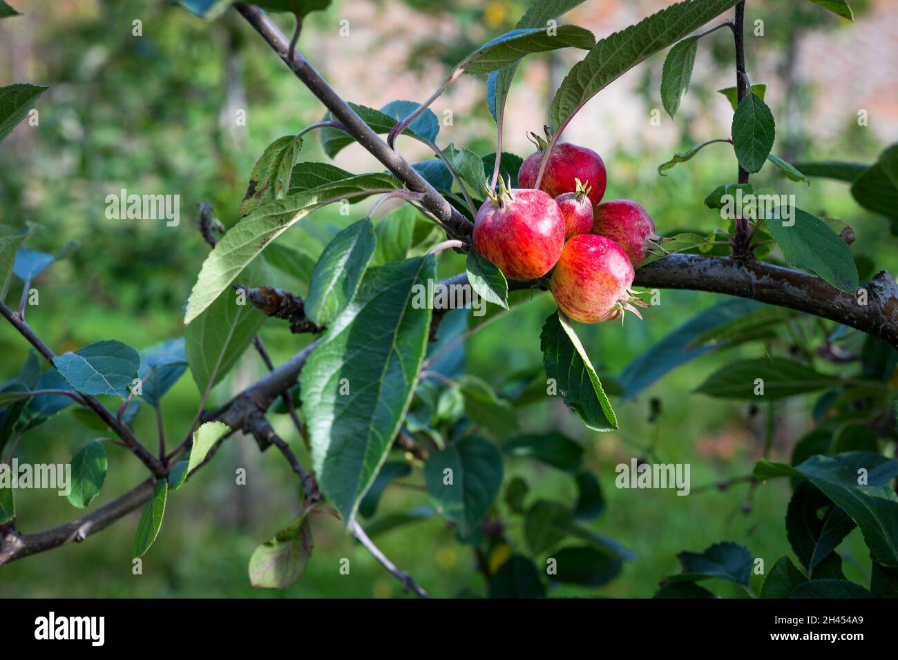 Pomegranate tree in fall hi-res stock photography and images - Alamy