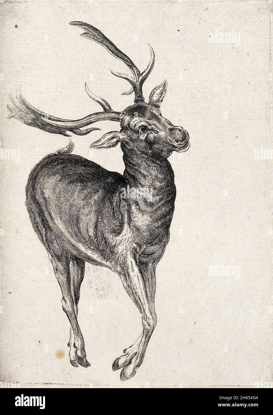 A (dead?) deer. Etching attributed to James Ward, ca. 1794 Stock Photo ...