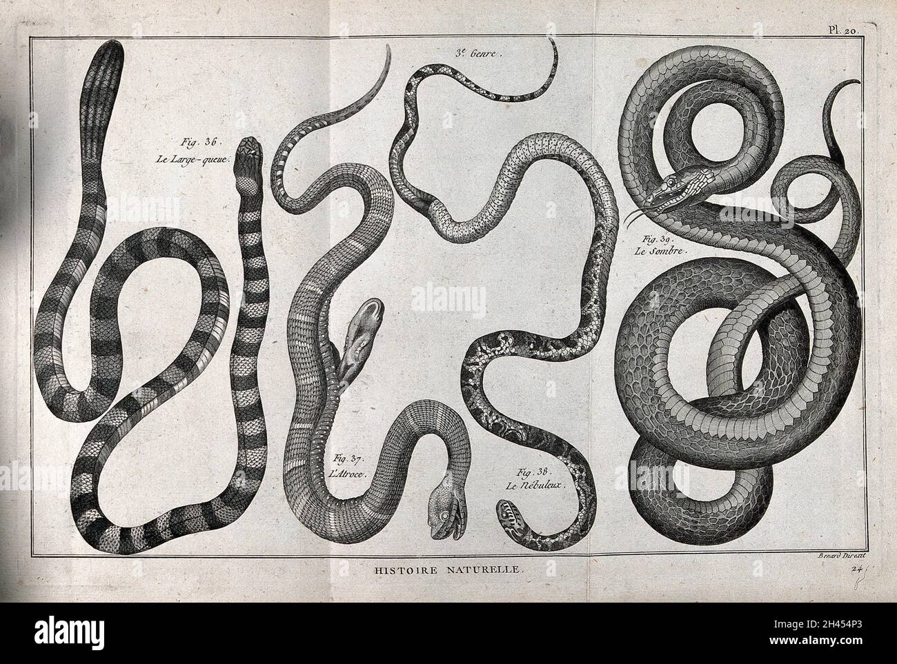 Snakes In The Cobra Family