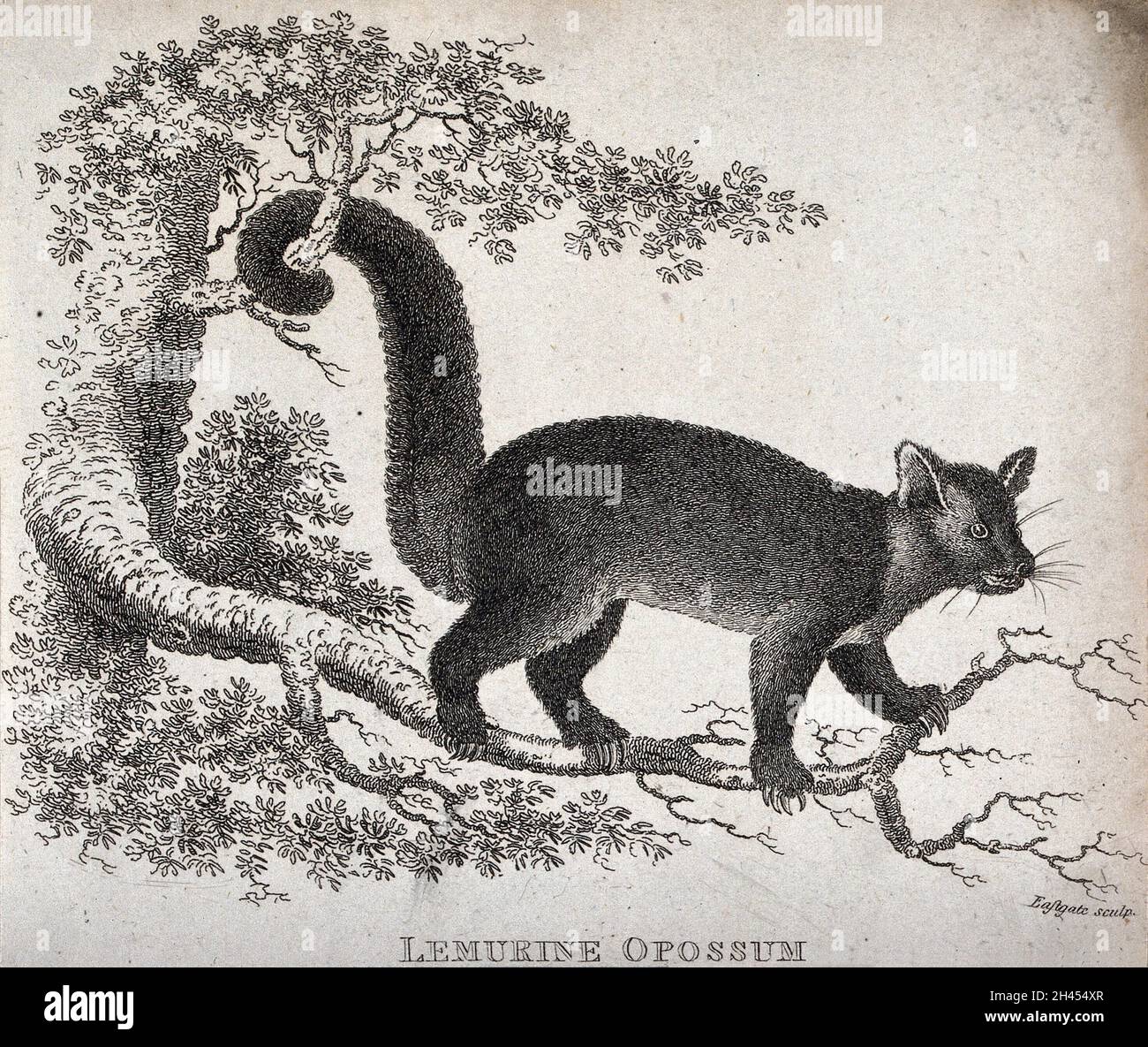 A Lemurine opossum climbing on a tree. Etching by Eastgate Stock Photo ...