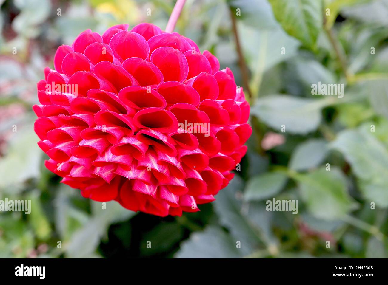 Dahlia cornel hi-res stock photography and images - Alamy