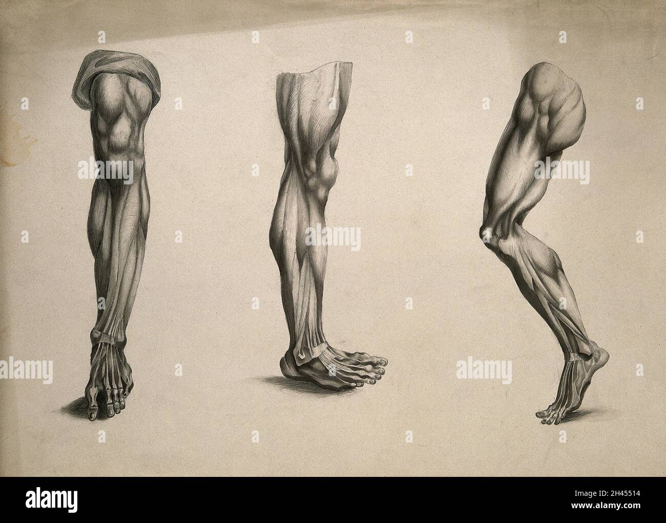 Écorché legs: three figures. Pencil and ink wash drawing, after an ...