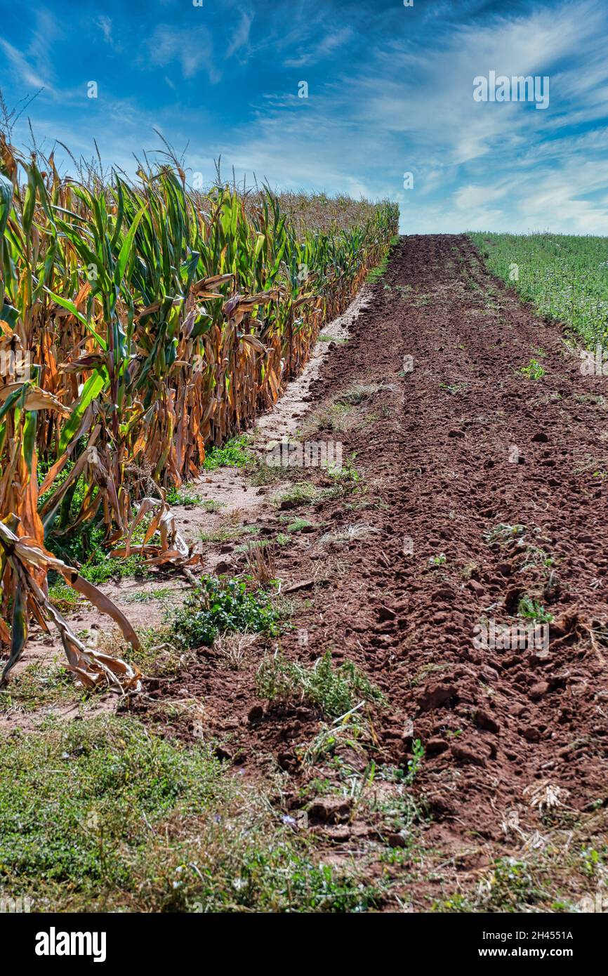 A view of a road in the cornfield Stock Photo - Alamy