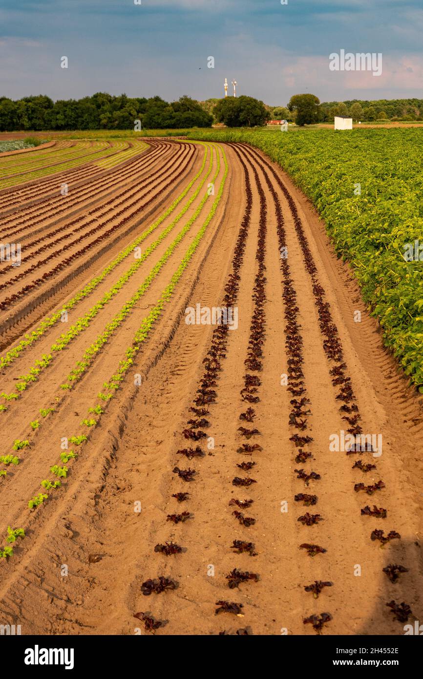 A view of a road with tractor traces in the industrial field Stock ...