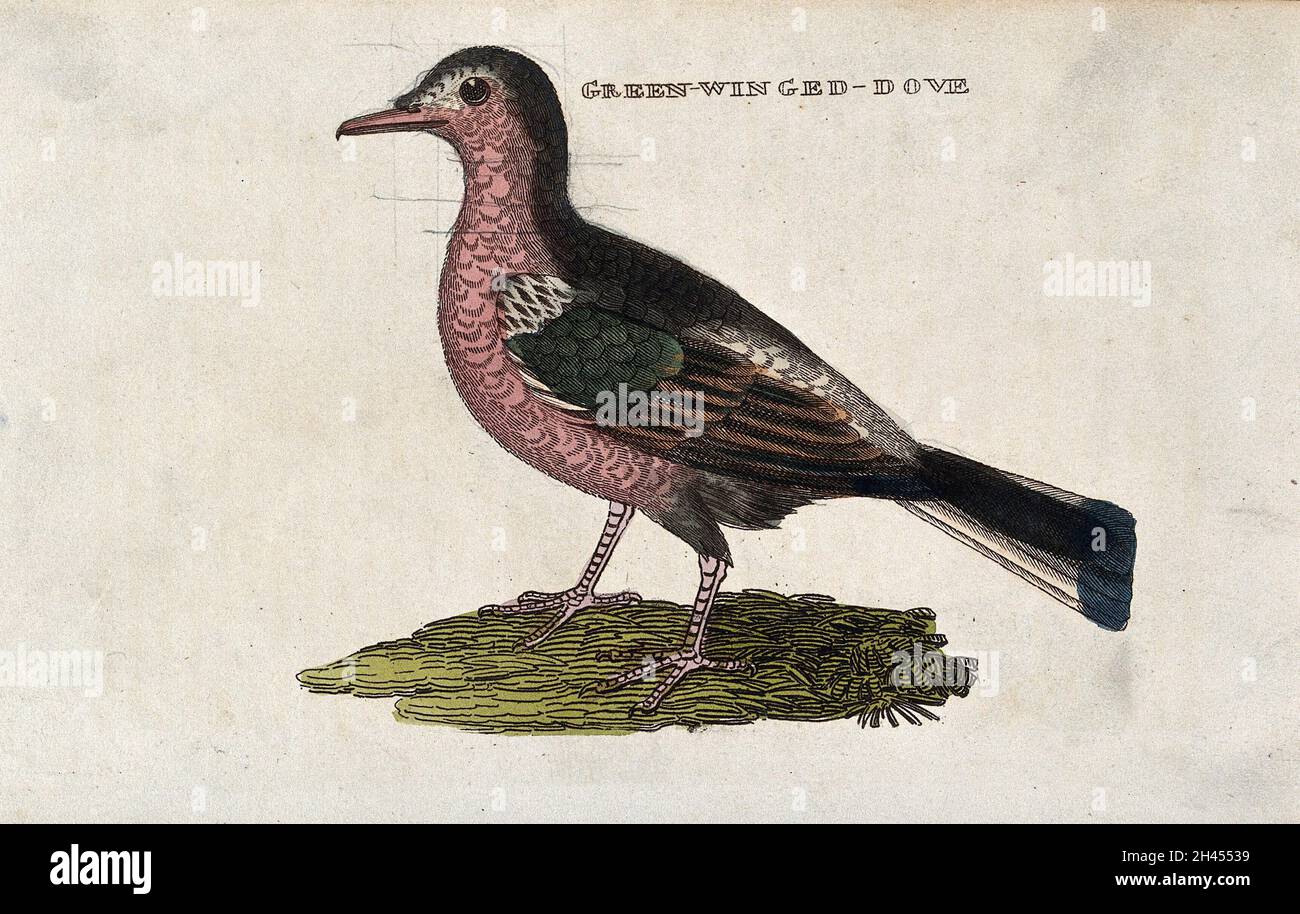 A dove. Coloured engraving Stock Photo - Alamy