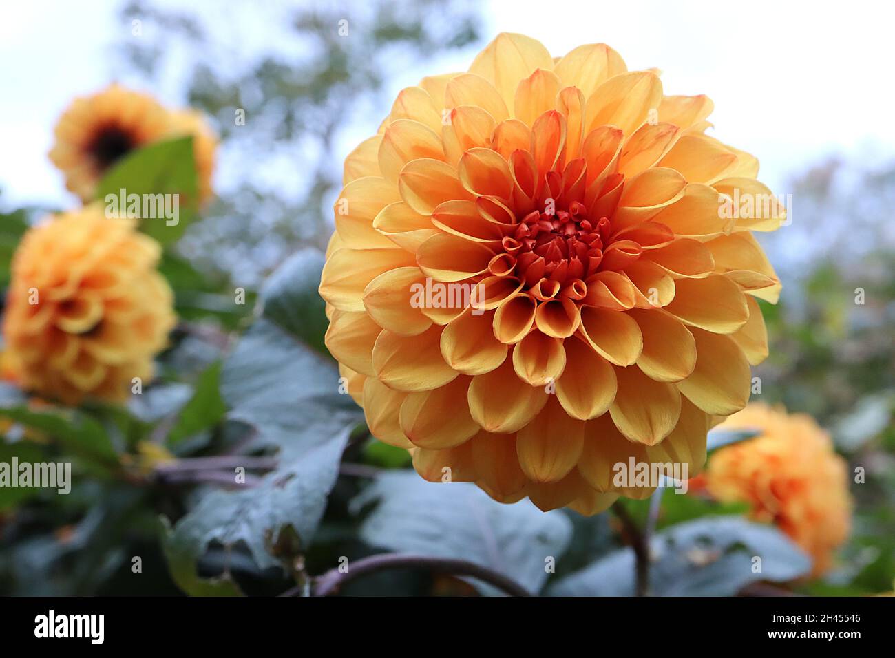 Dahlia ‘David Howard’ Decorative Dahlia Group 5 pale orange flowers and ...