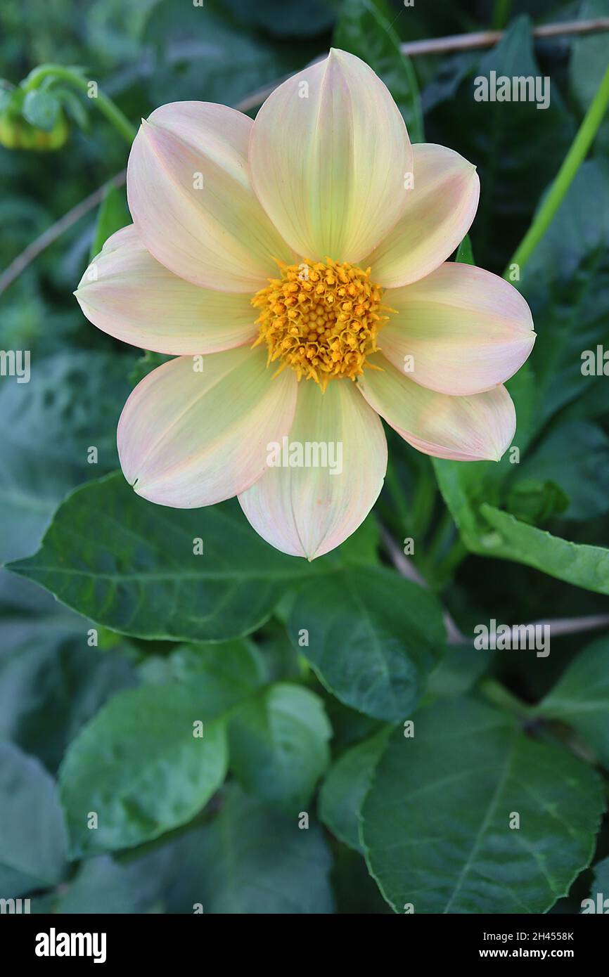 Dahlia ‘Figaro Mix’ Decorative Dahlia Group 5 cream flowers with soft ...