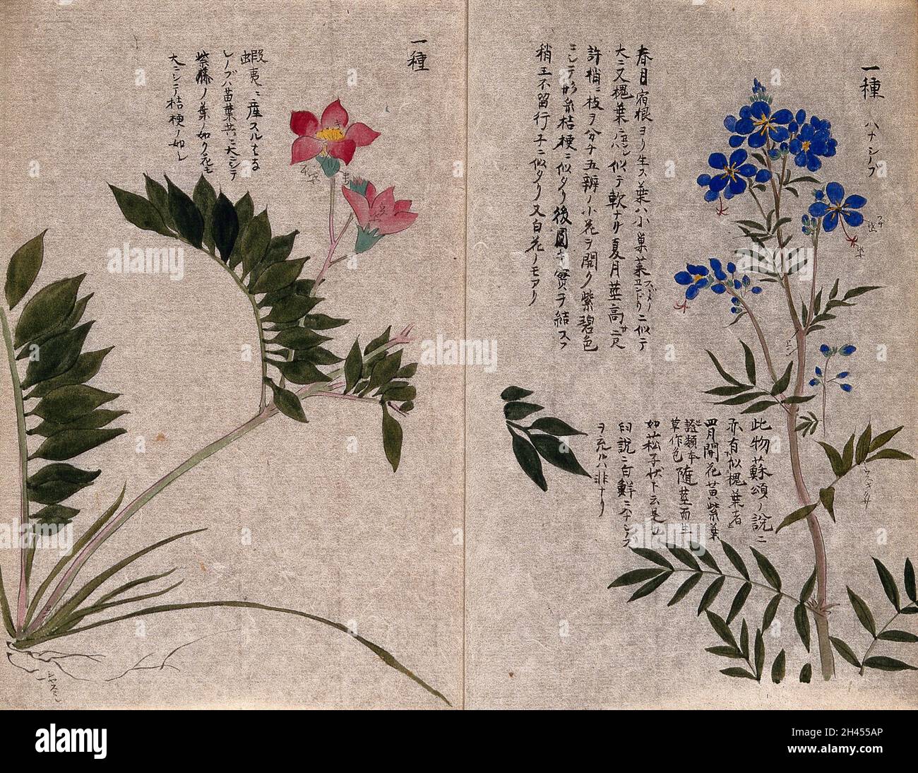 Two plants hi-res stock photography and images - Alamy