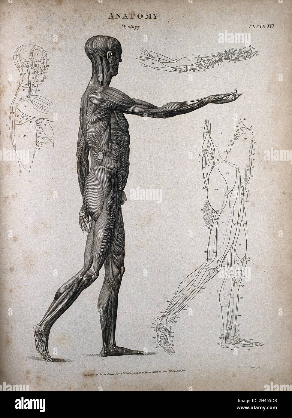 Human Male Arm Side View