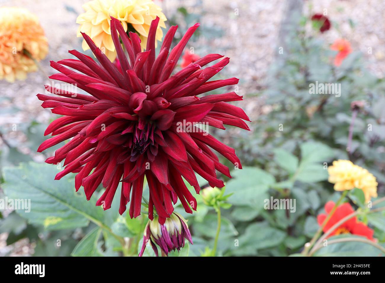 Dahlia ‘Mrs Rees’ Cactus dahlia Group 8 dark red flowers with rolled ...